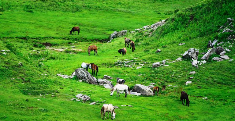 Khaptad National Park - Discover Himalayan Treks